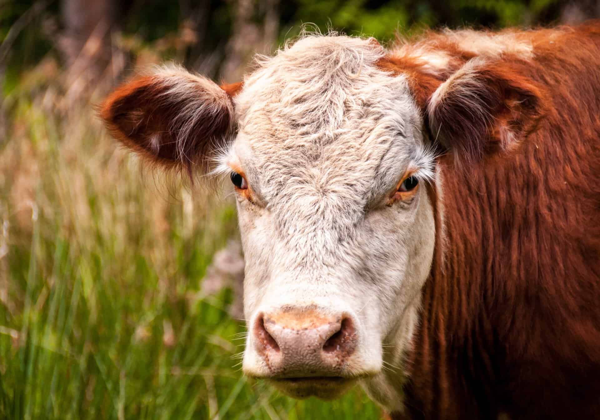 Was Clarkson’s cow killed for nothing? - Laboratory News